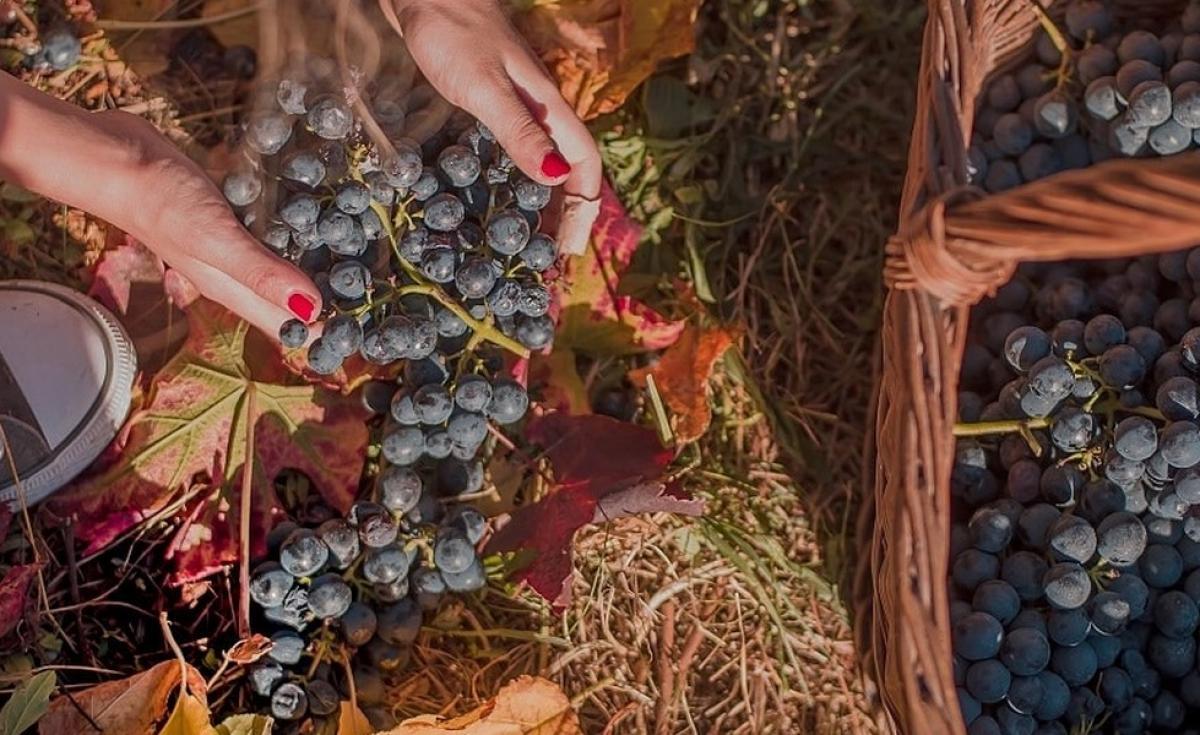 Tour Pomaria e i suoi frutti più belli - Caldana Europe Travel